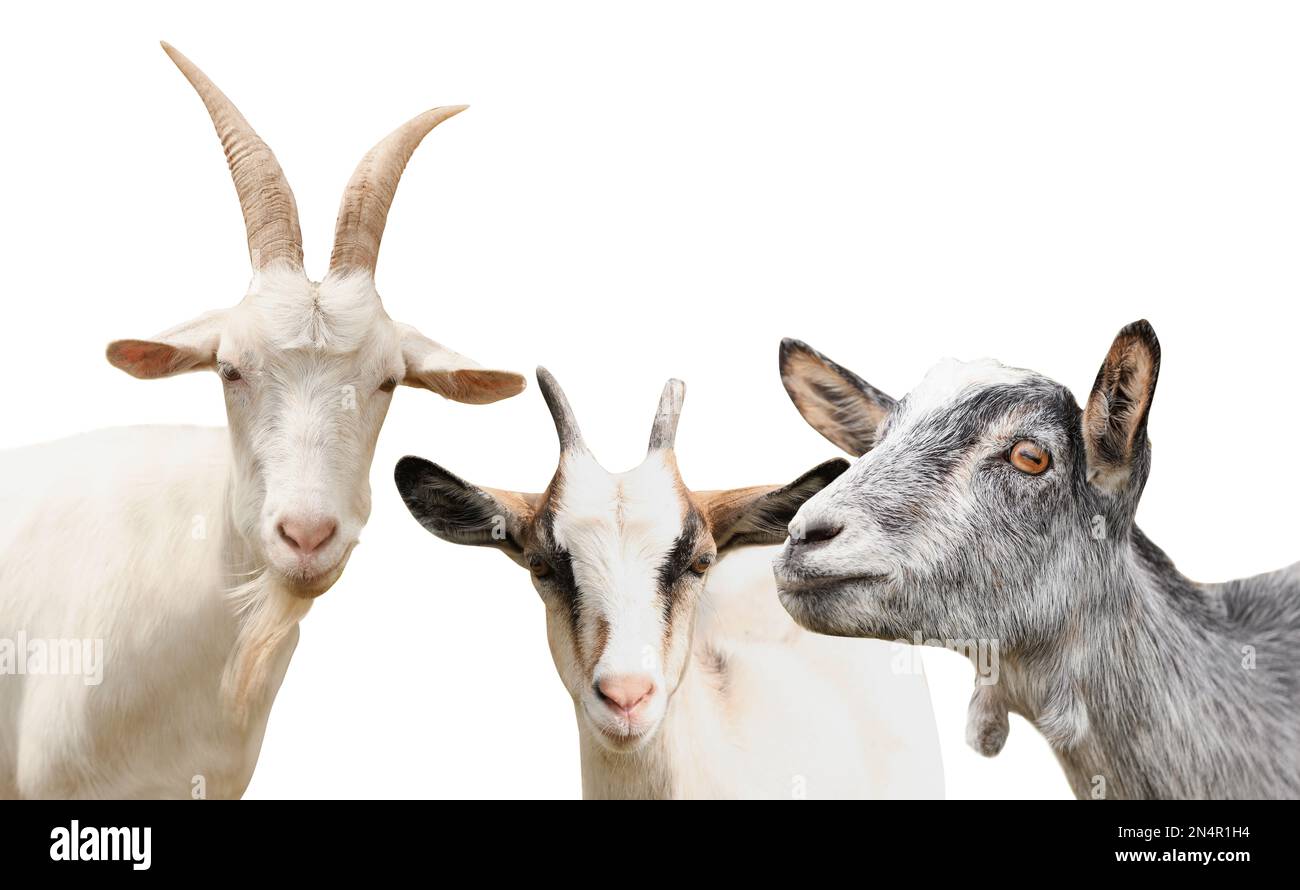 Set with cute goats on white background. Animal husbandry Stock Photo ...
