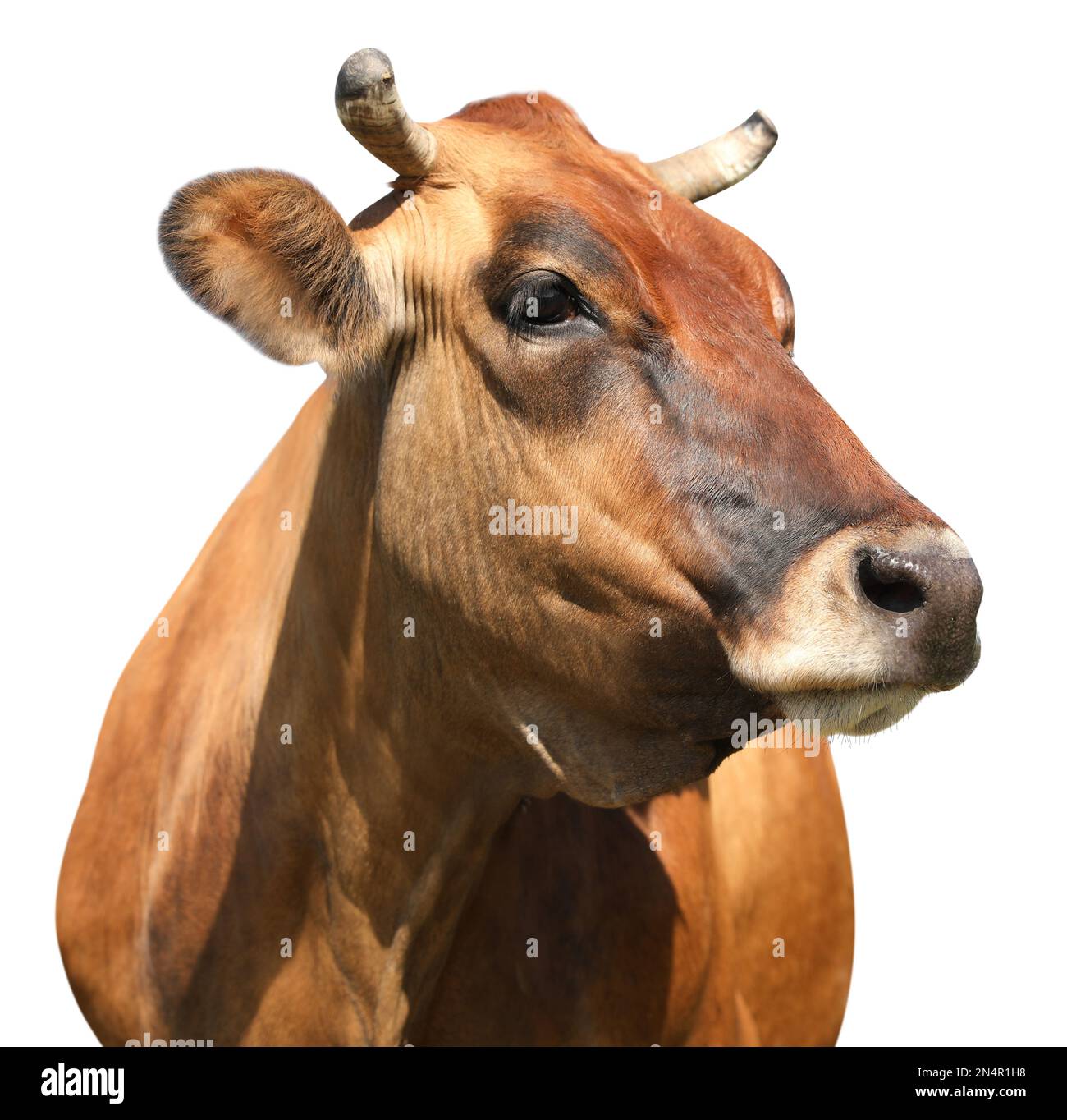 Cute brown cow on white background, closeup view. Animal husbandry ...