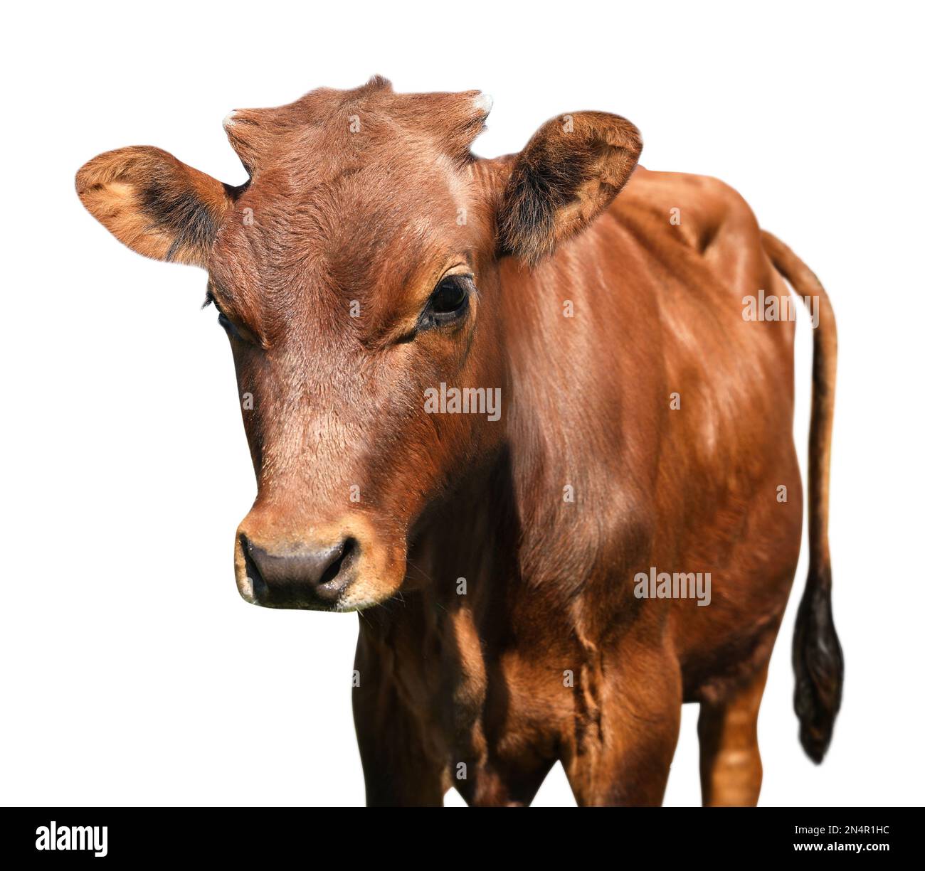 Cute brown calf on white background. Animal husbandry Stock Photo - Alamy
