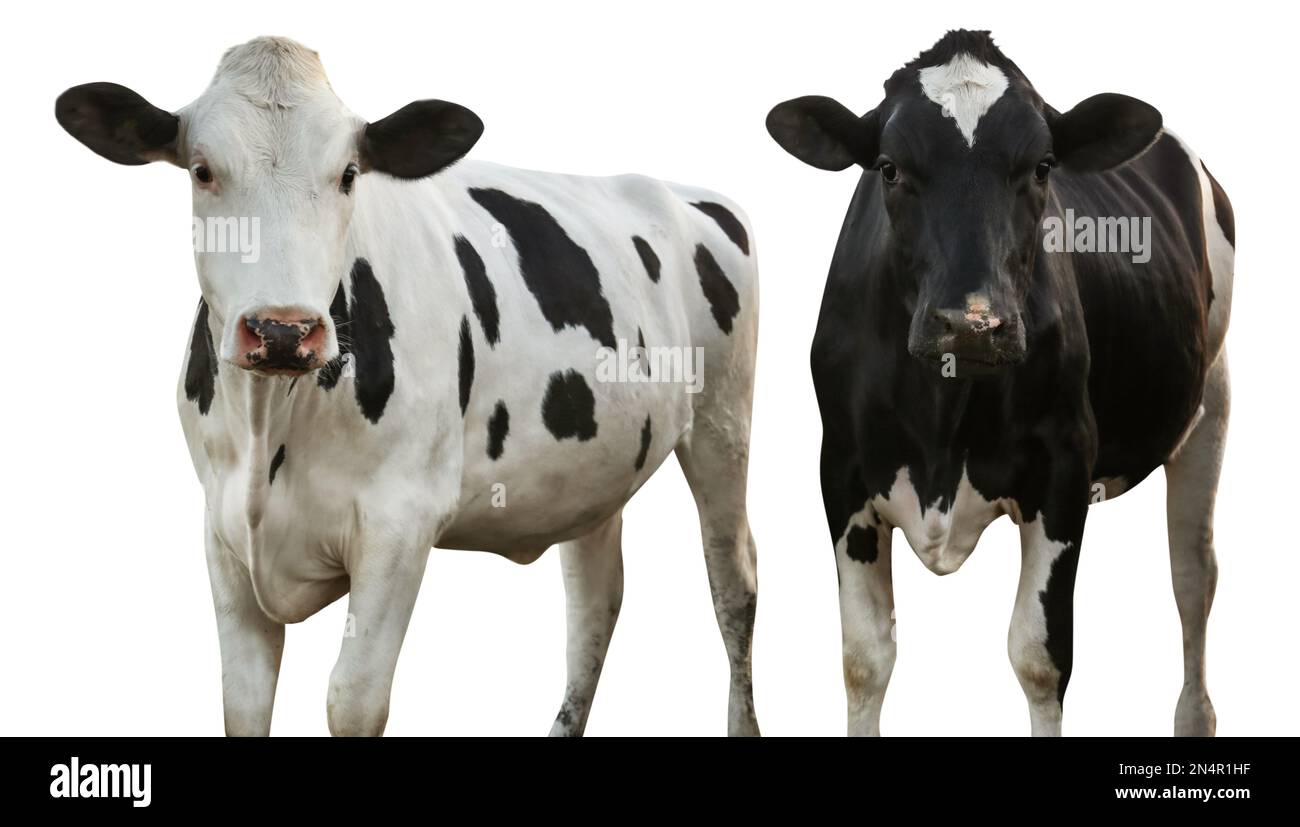 Cow on background sky Cut Out Stock Images & Pictures - Alamy