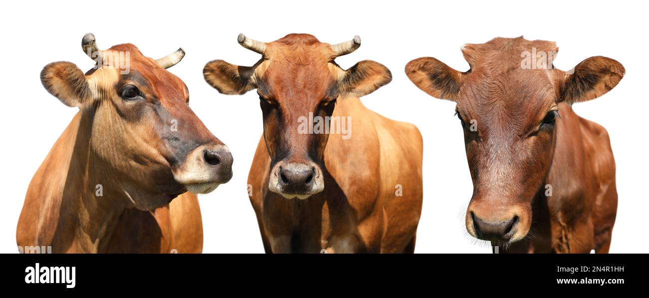 Set with cute cows on white background, banner design. Animal husbandry ...