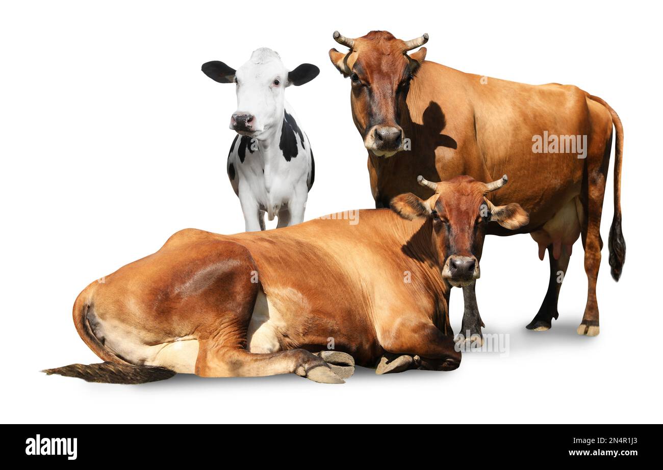 Green animal husbandry Cut Out Stock Images & Pictures - Alamy