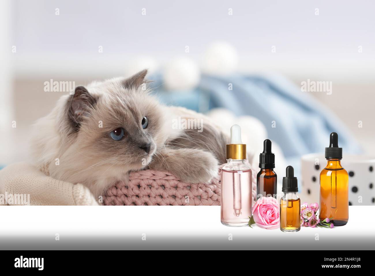 Diffusing therapy hi-res stock photography and images - Alamy