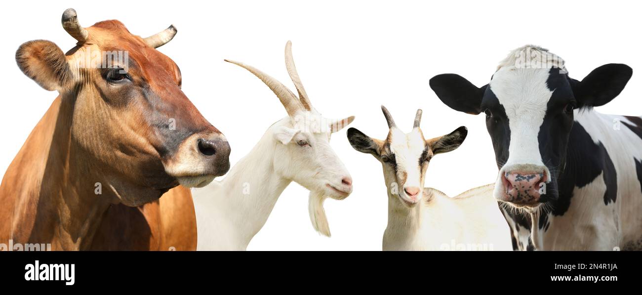 Set with cute cows and goats on white background, banner design. Animal ...