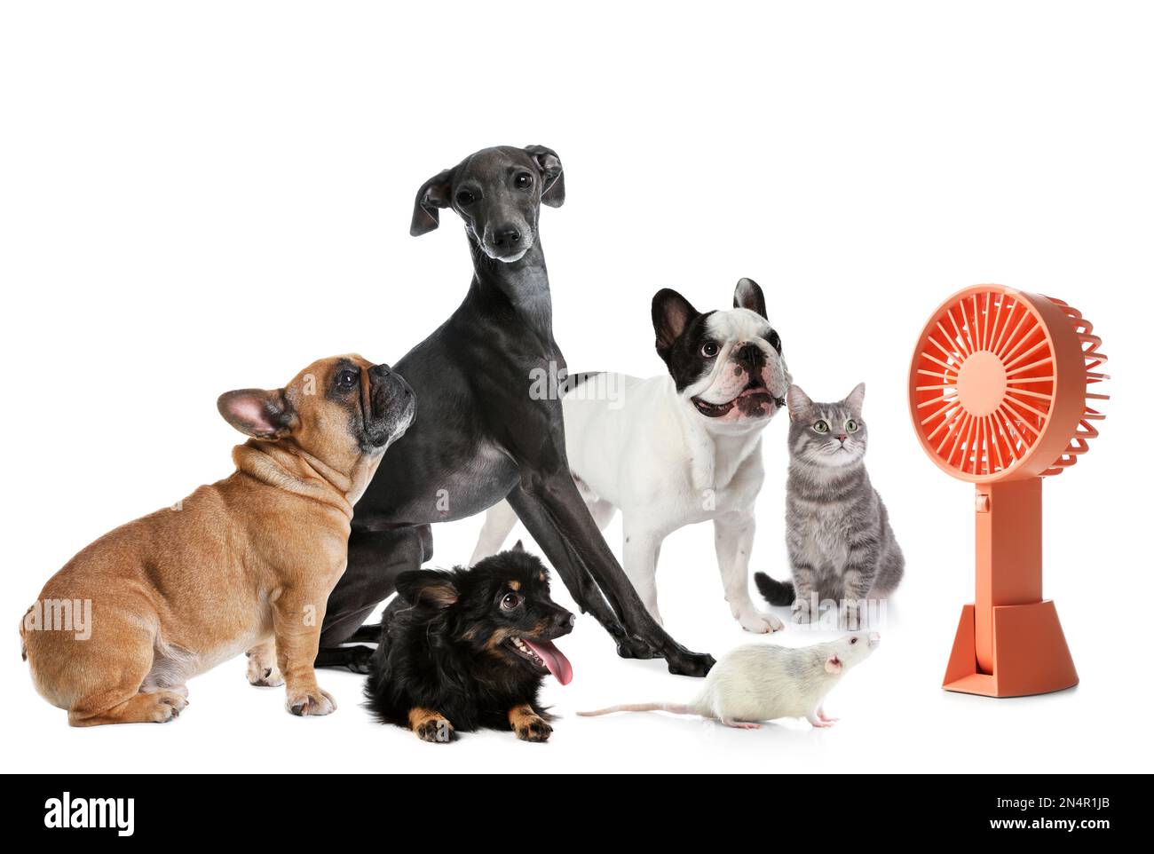 Cute dogs, cat and rat near fan on white background. Summer heat Stock ...