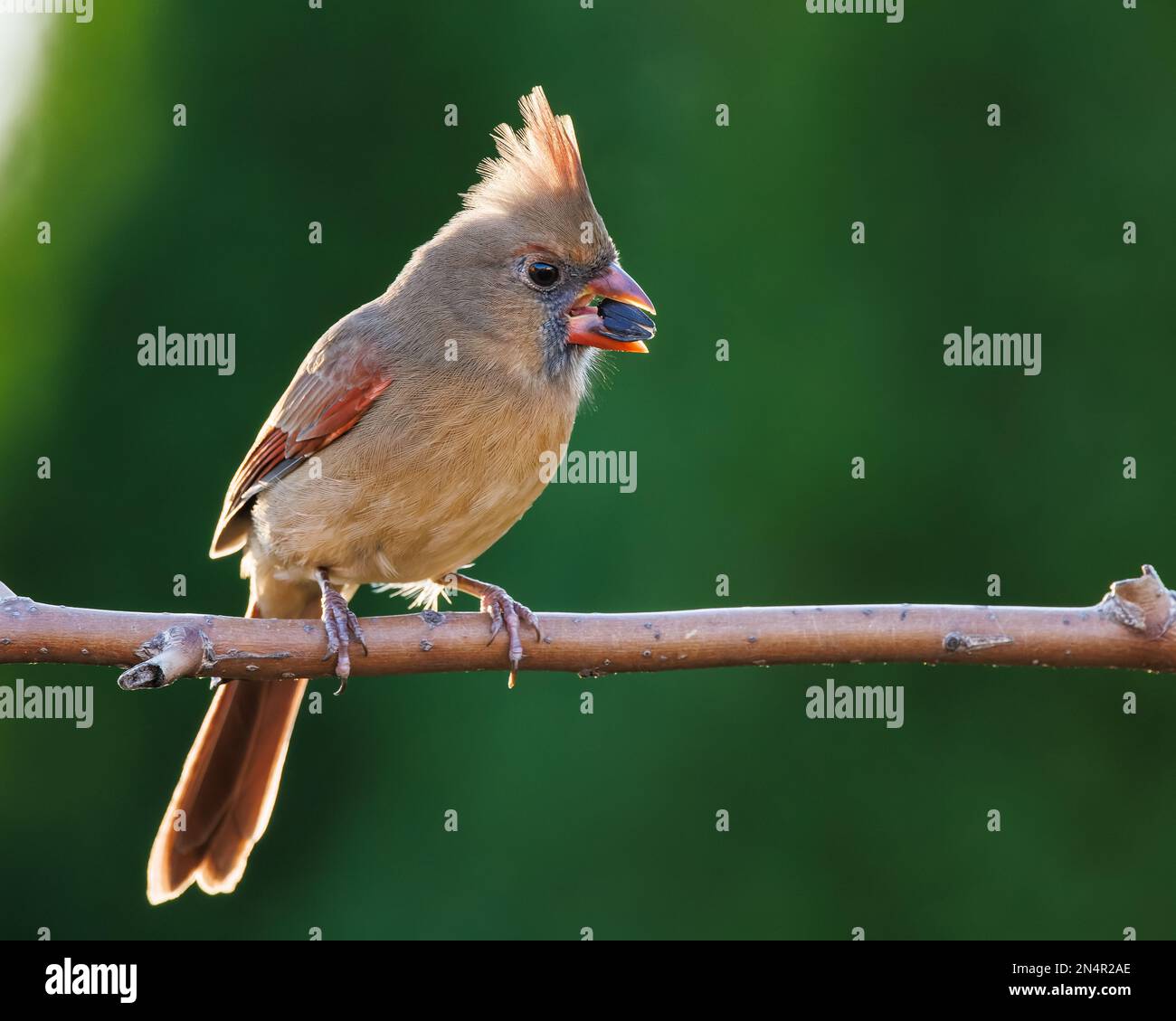 A Female Northern Cardinal eating a sunflower seed Stock Photo - Alamy