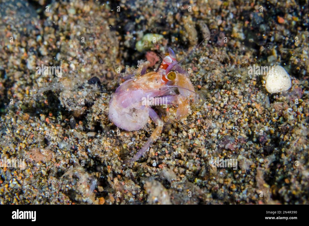Hermit crab side view hi-res stock photography and images - Alamy