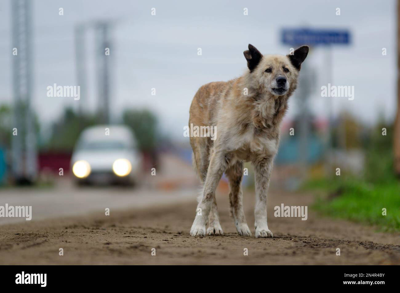 Lonely sad thin white dog stands at the road waiting looking into the ...