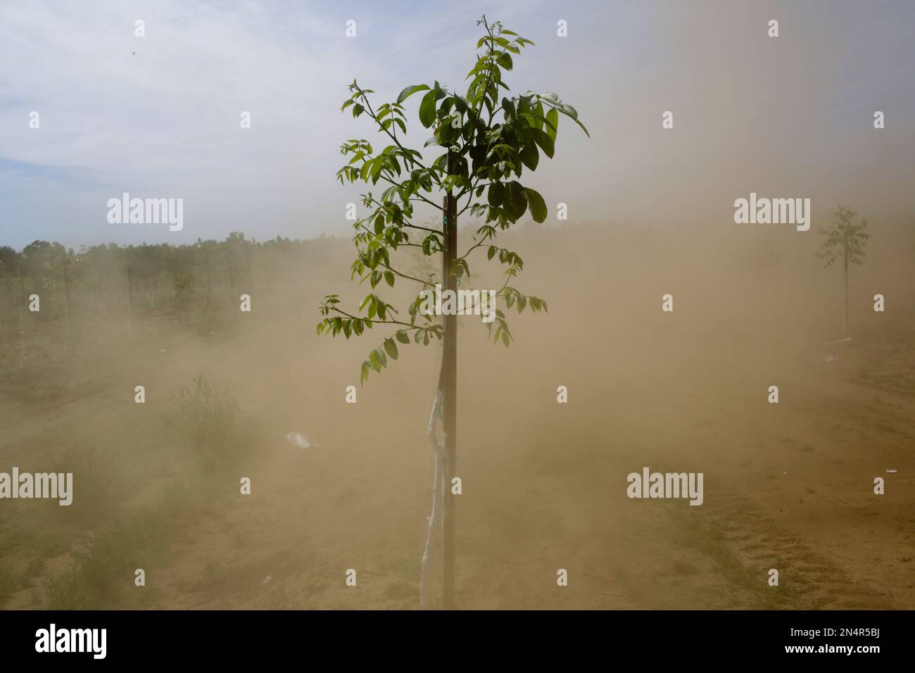 In this May 2, 2014 photo, dust rises around a walnut tree as a worker ...