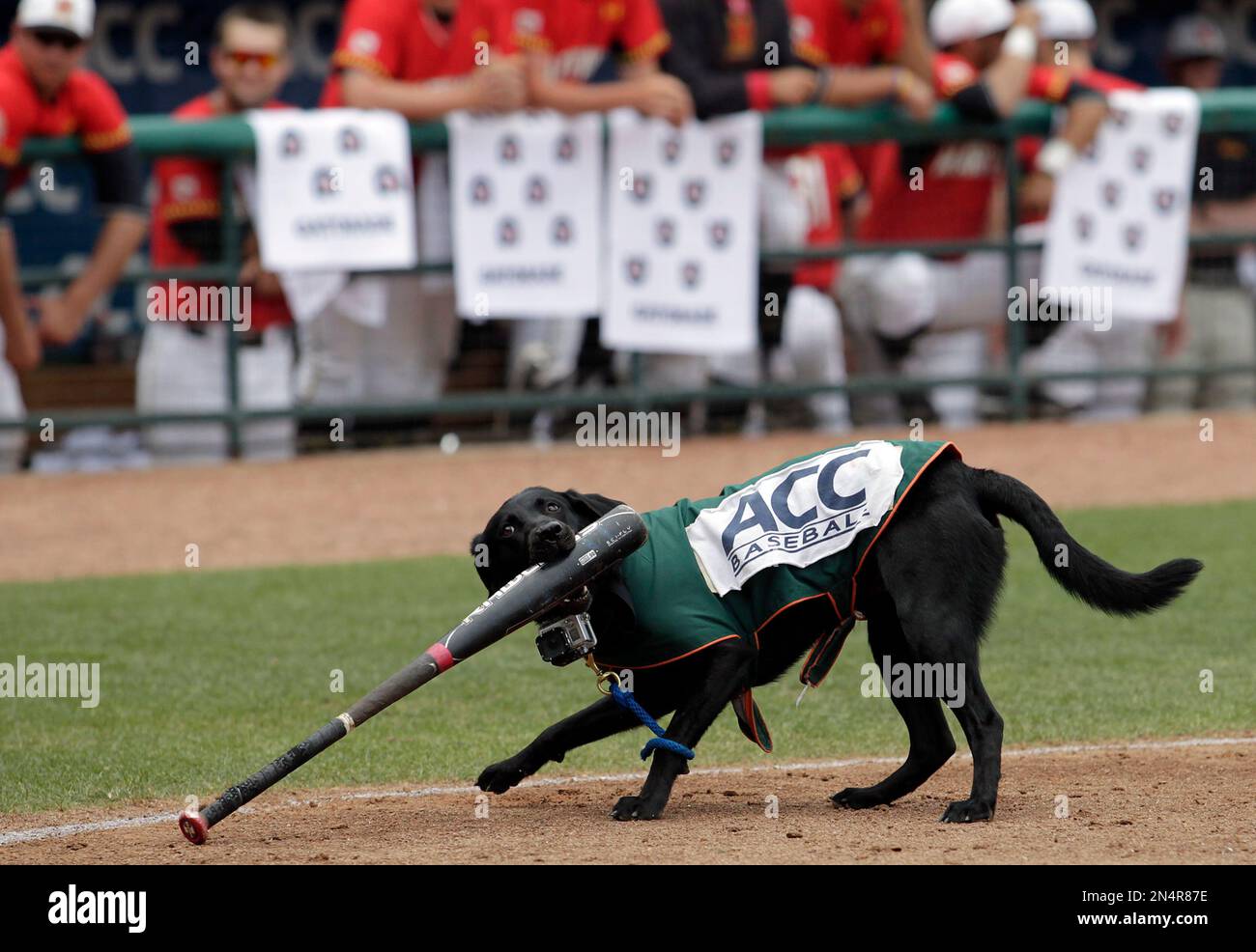 LouLou, the ACC Bat Dog, a retriever, wrestles a Maryland bat back to ...