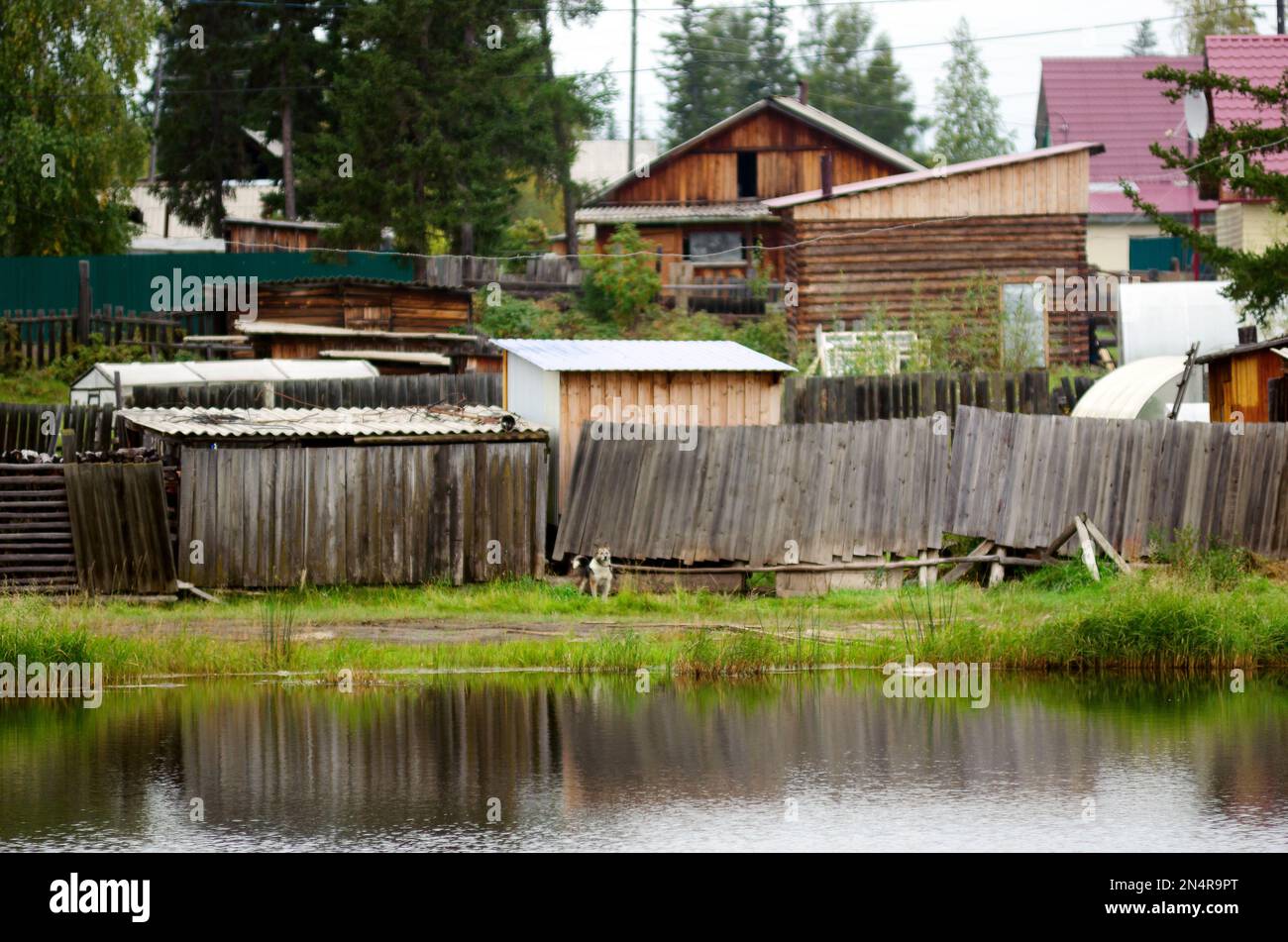 Dog guard sitting on a leash near the fence with the houses of the ...