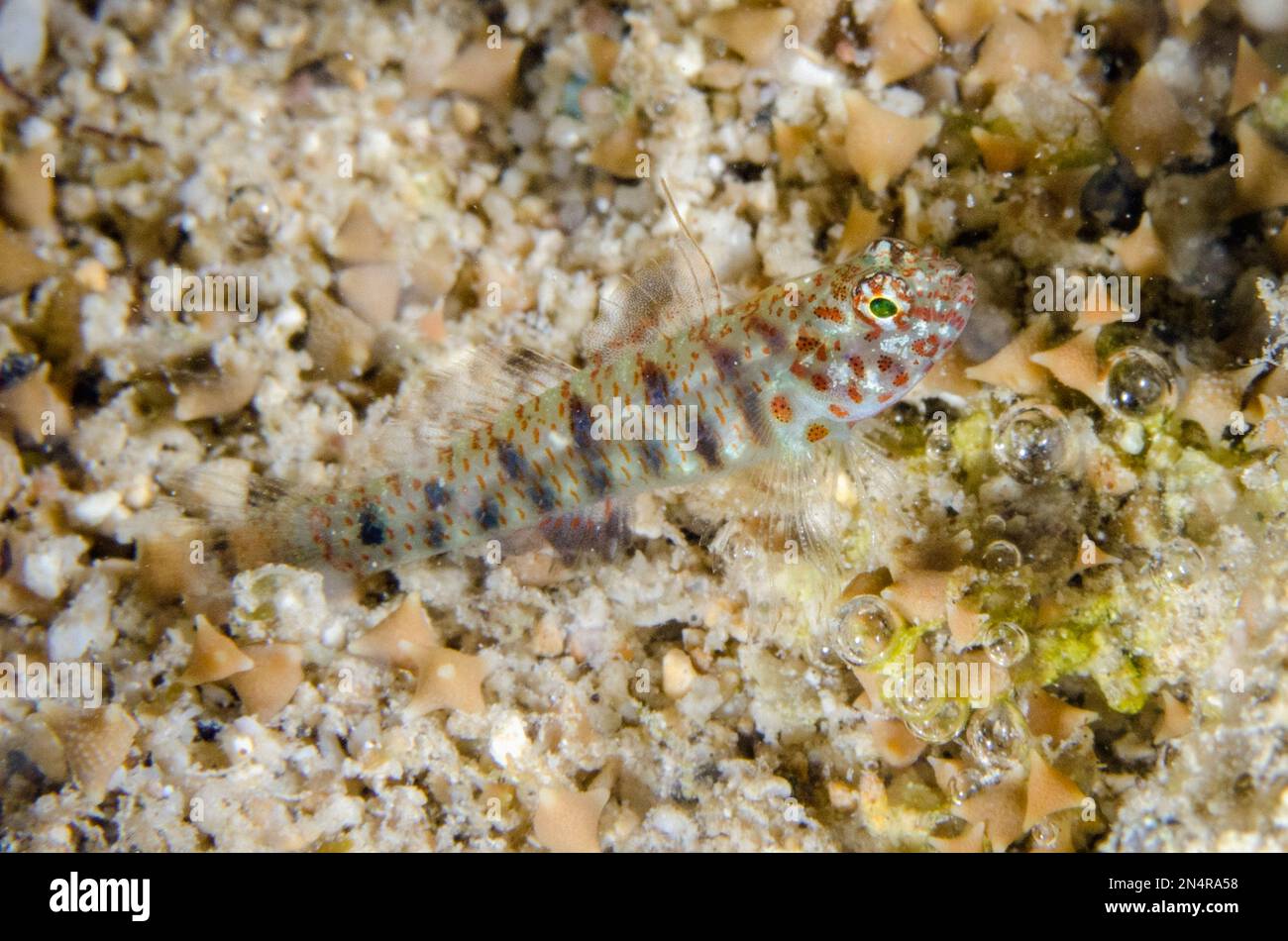 Twospot Dwarfgoby, Eviota distigma, NusaBay Menjangan Hotel house reef ...