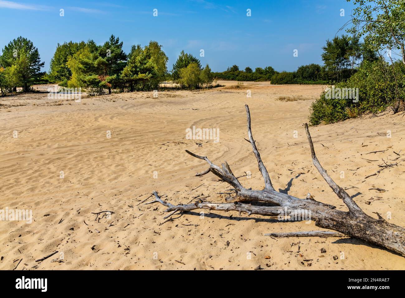 Sand dune Wydma Pekatka with scarce vegetation overlooking Bagno ...