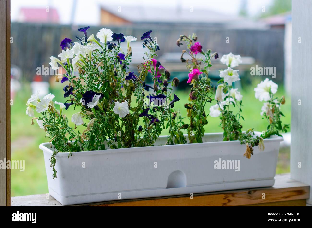 Bright blue,white and crimson buds of Petunia flowers grow in a white ...