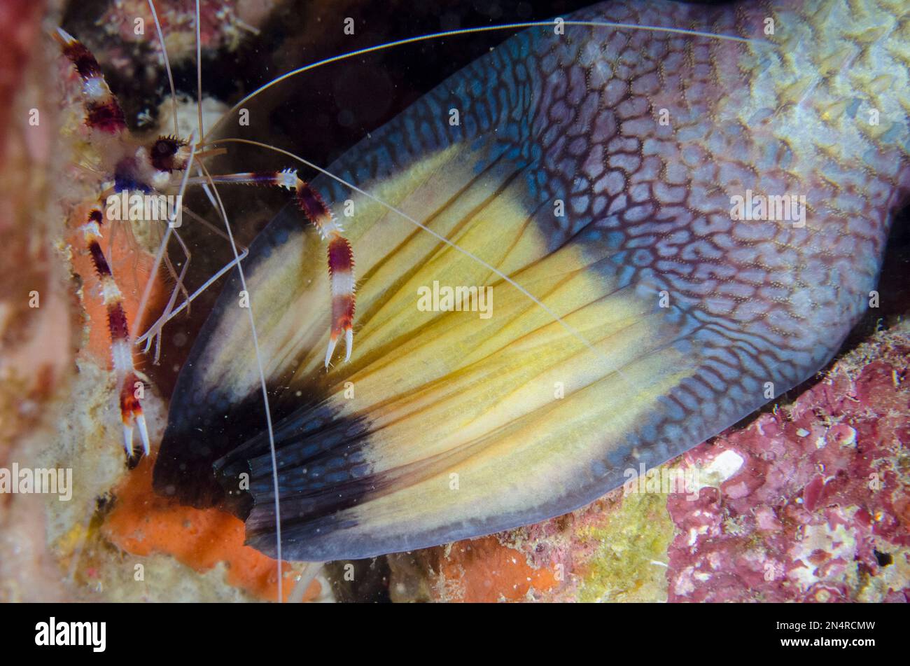 Banded Coral Shrimp, Stenopus hispidus, by tail of Titan Triggerfish ...