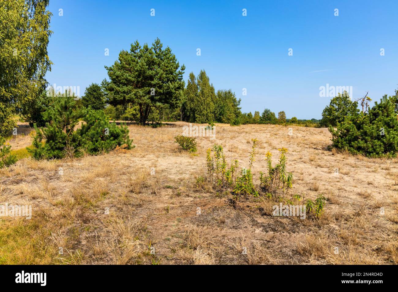 Sand dune Wydma Pekatka with scarce vegetation overlooking Bagno ...