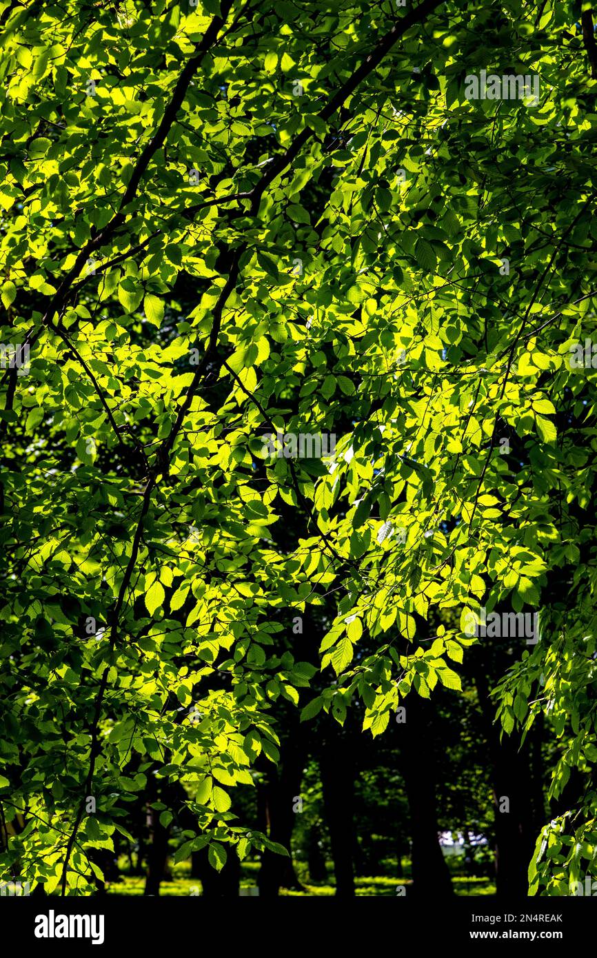 Historic park surrounding XVI century Rozalin Palace with vintage trees ...