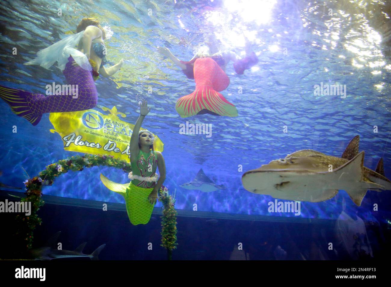 Divers dressed as mermaids perform and interact with the crowd in a ...