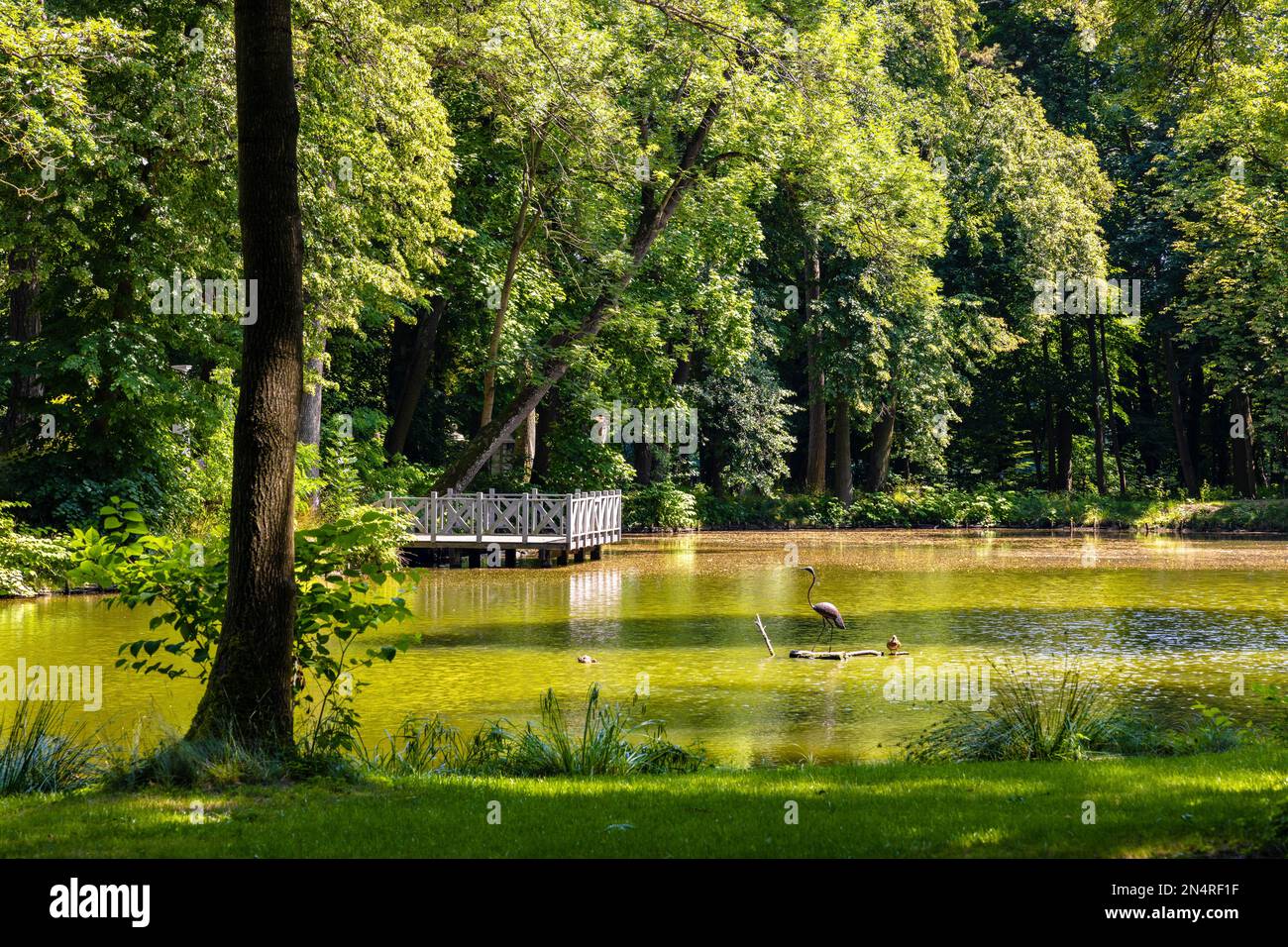 Historic park surrounding XVI century Rozalin Palace with vintage trees ...