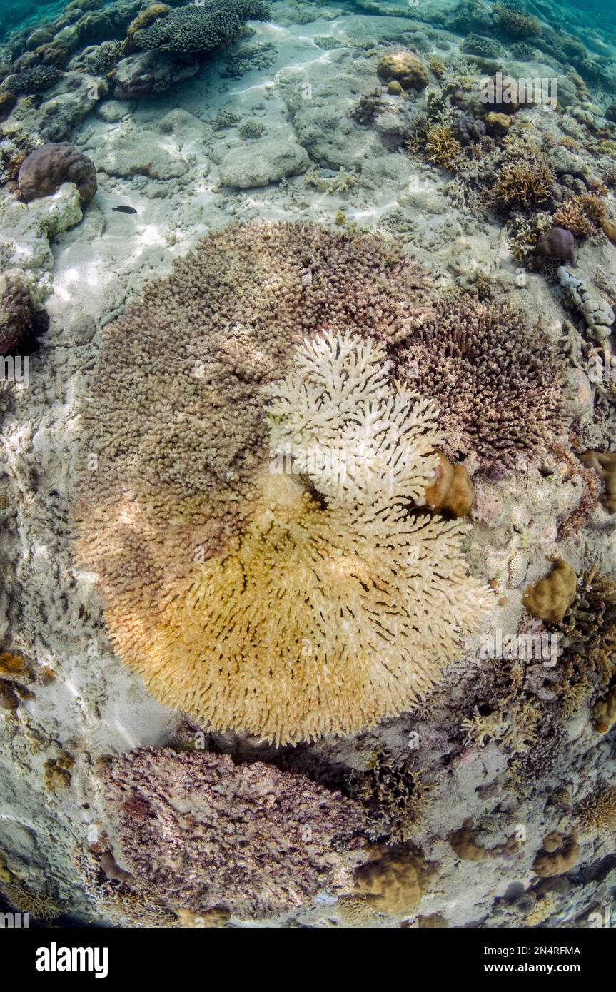 Table Coral, Acropora sp, with Crown-of-thorns Seastar, Acanthaster ...