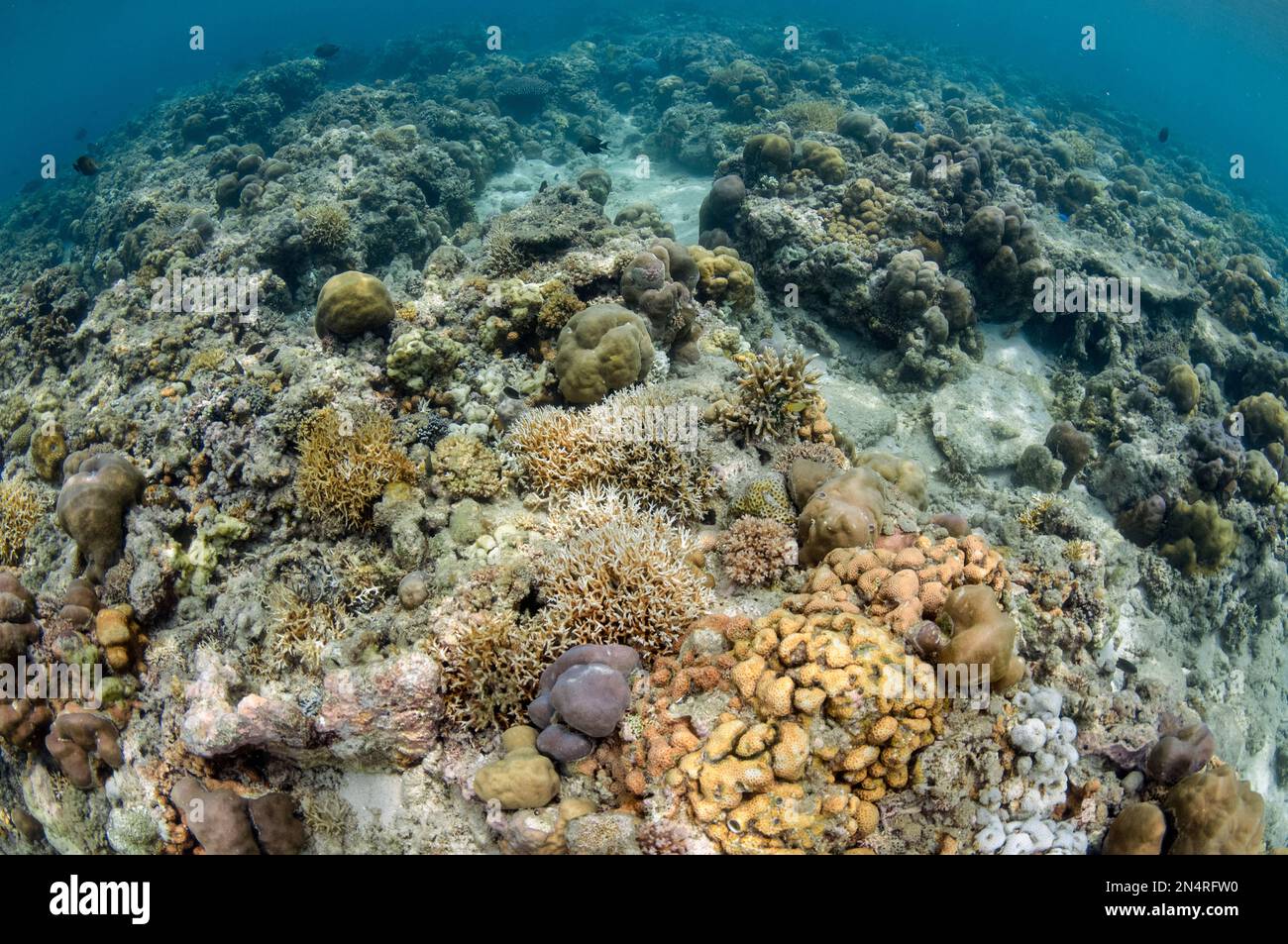 Hard Corals, Scleractinia Order, NusaBay Menjangan Hotel house reef ...