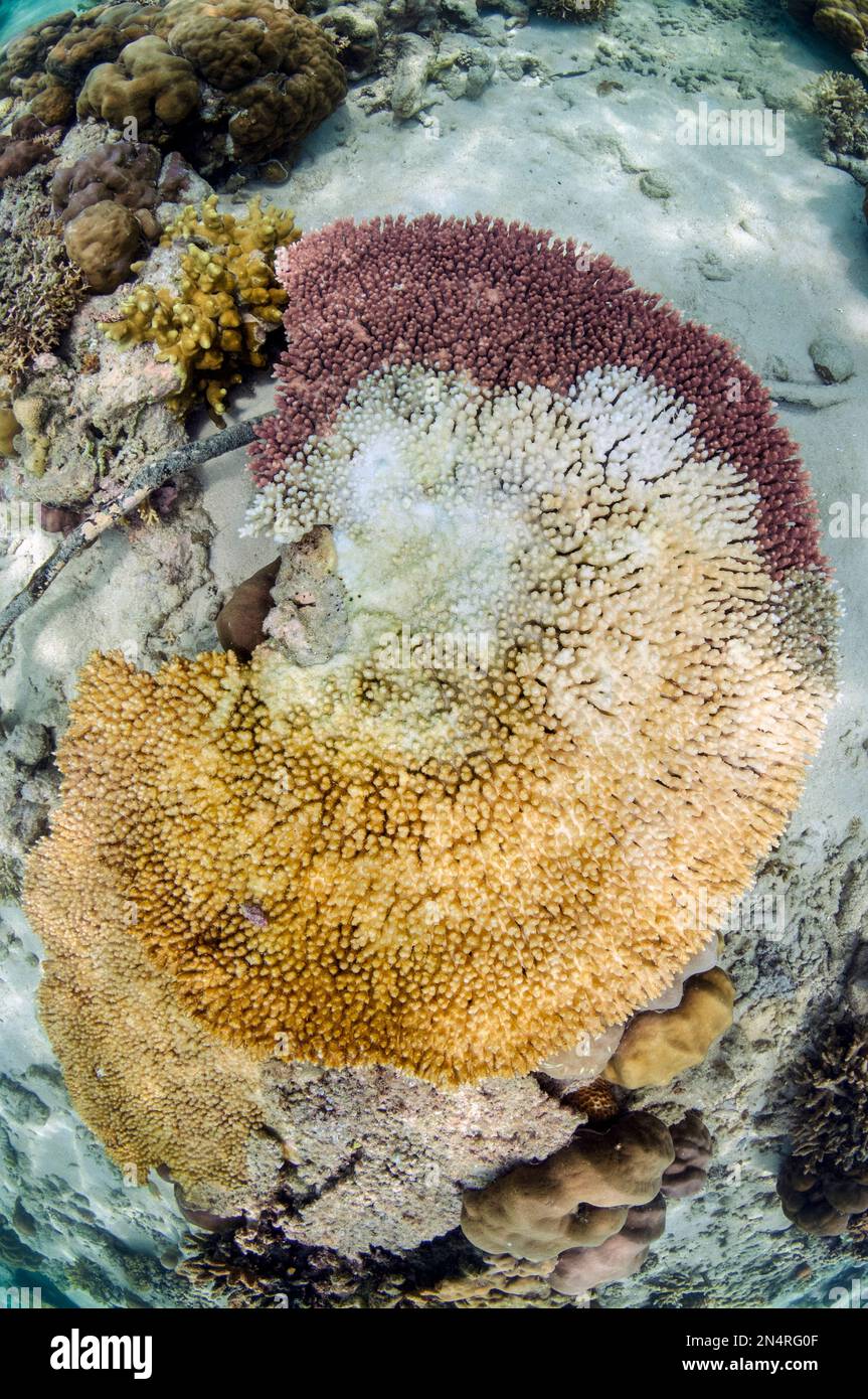Table Coral, Acropora sp, with Crown-of-thorns Seastar, Acanthaster ...