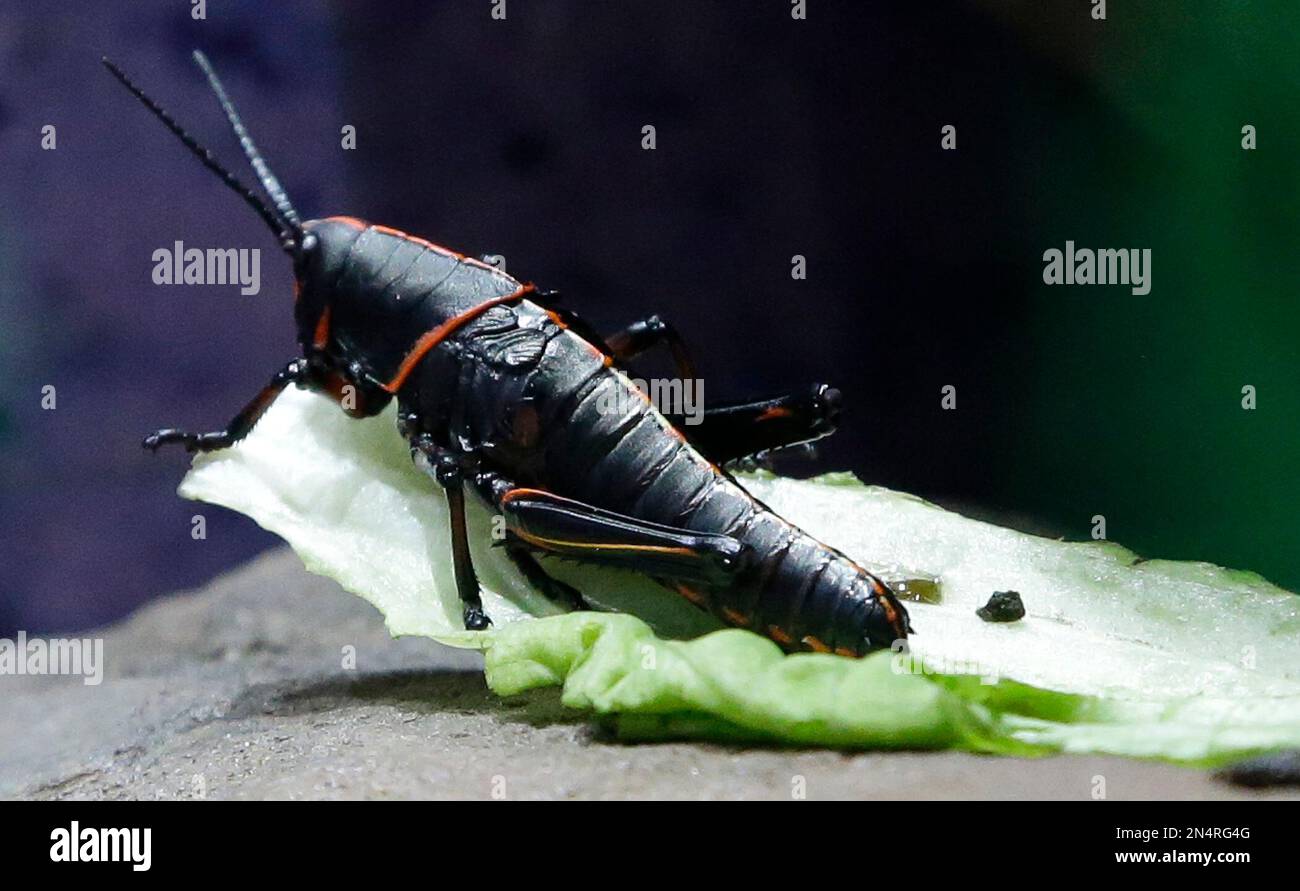 A lubber grasshopper snacks on a piece of lettuce in a display at the ...