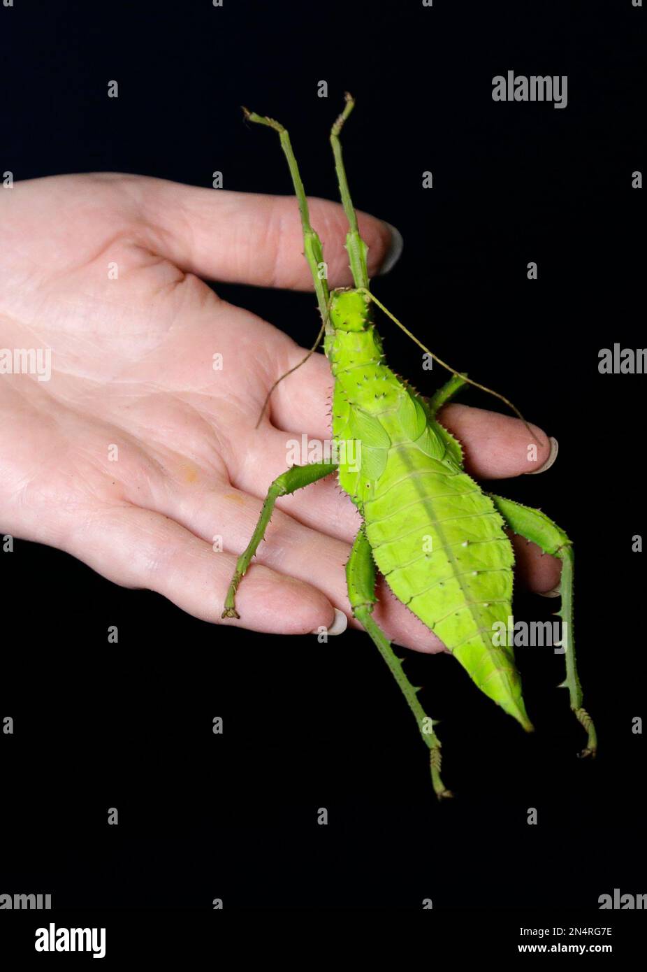 A zoo keeper displays a jungle nymph walking stick at the Houston Zoo's ...