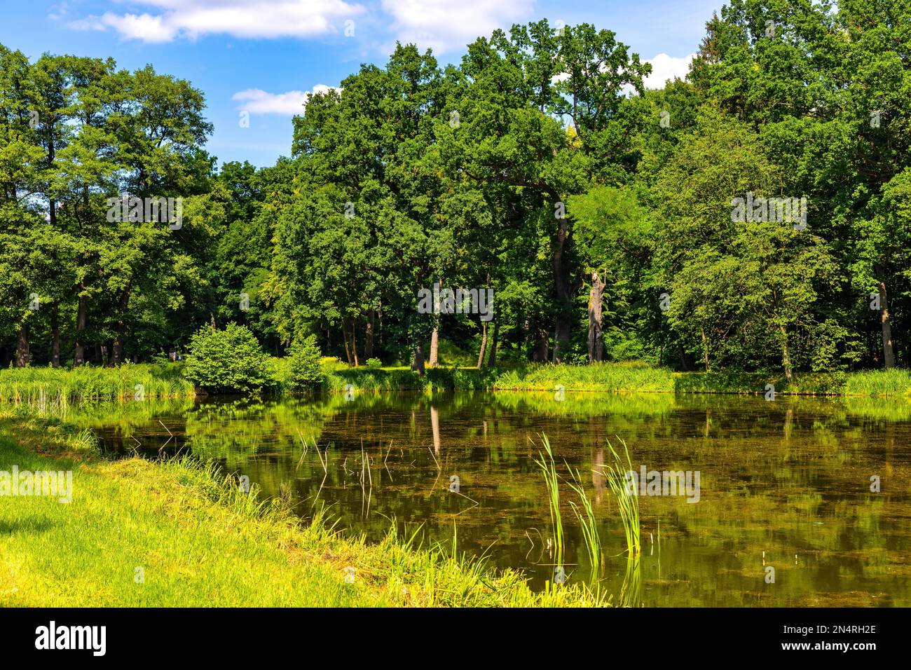 Historic park surrounding XVI century Rozalin Palace with vintage trees ...