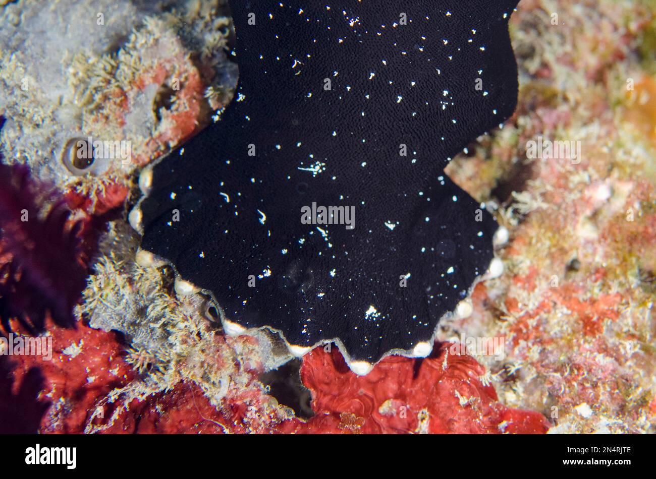 Pelvic fin of Painted Frogfish, Antennarius pictus, Crystal Bay dive ...