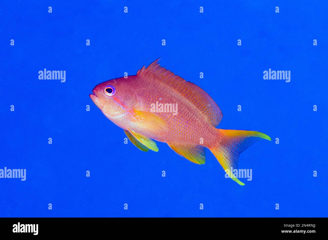 Pseudanthias Bimaculatus