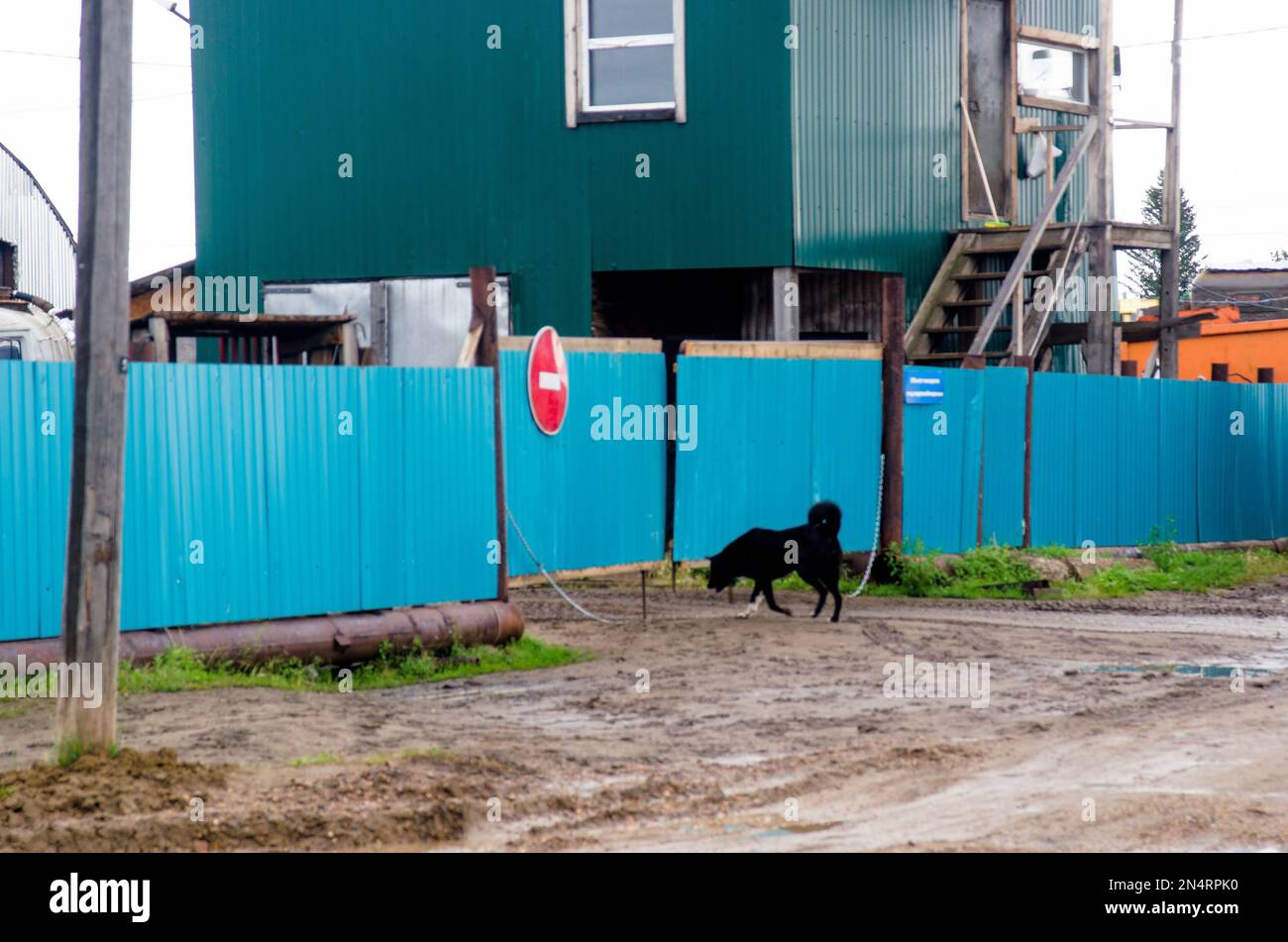 Black street dog goes in search of food at a closed fence with a sign ...