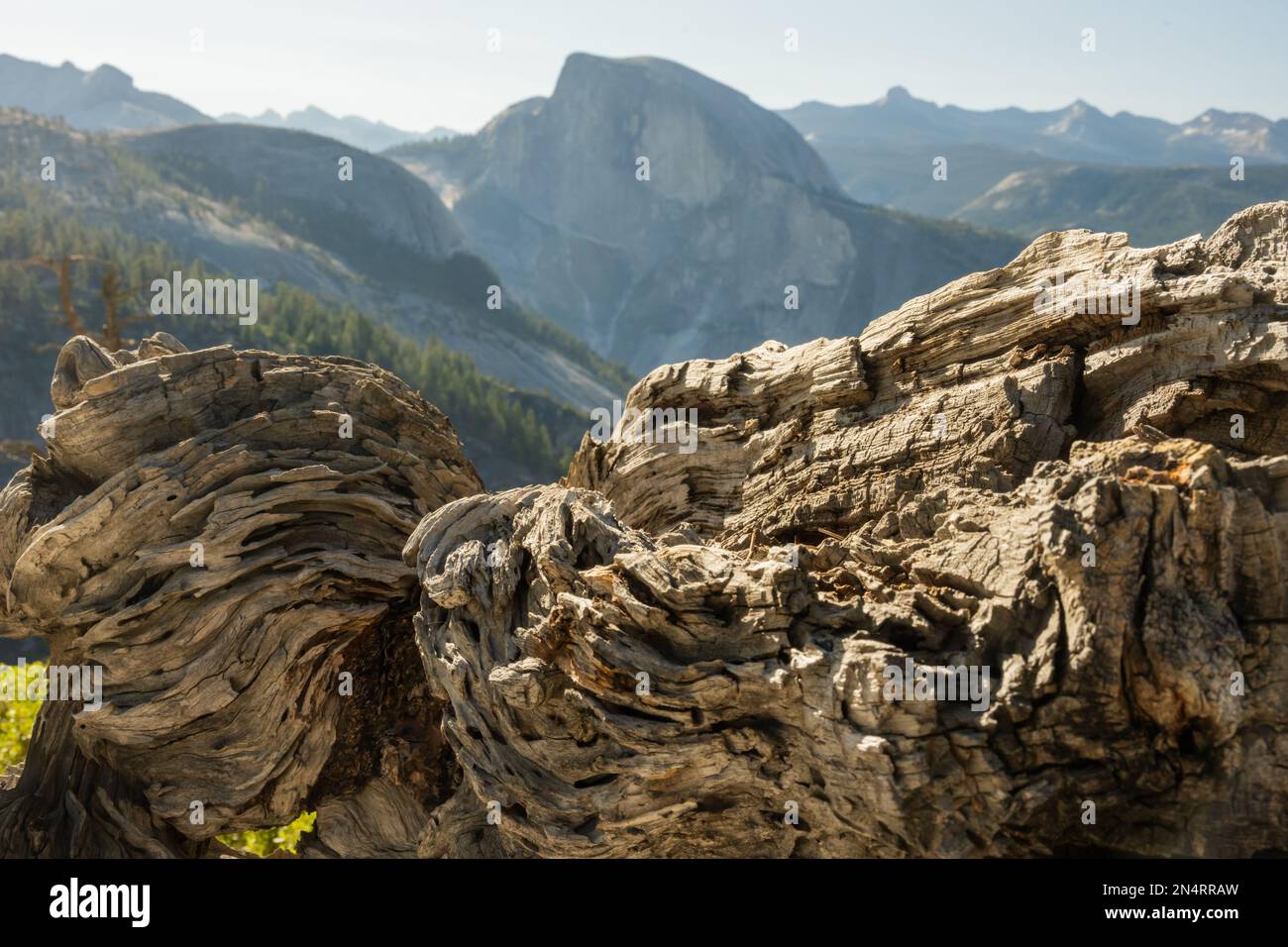 Gnarly Tree Trunk Lays On Cliff Edge Overlooking Half Dome in Yosemite ...
