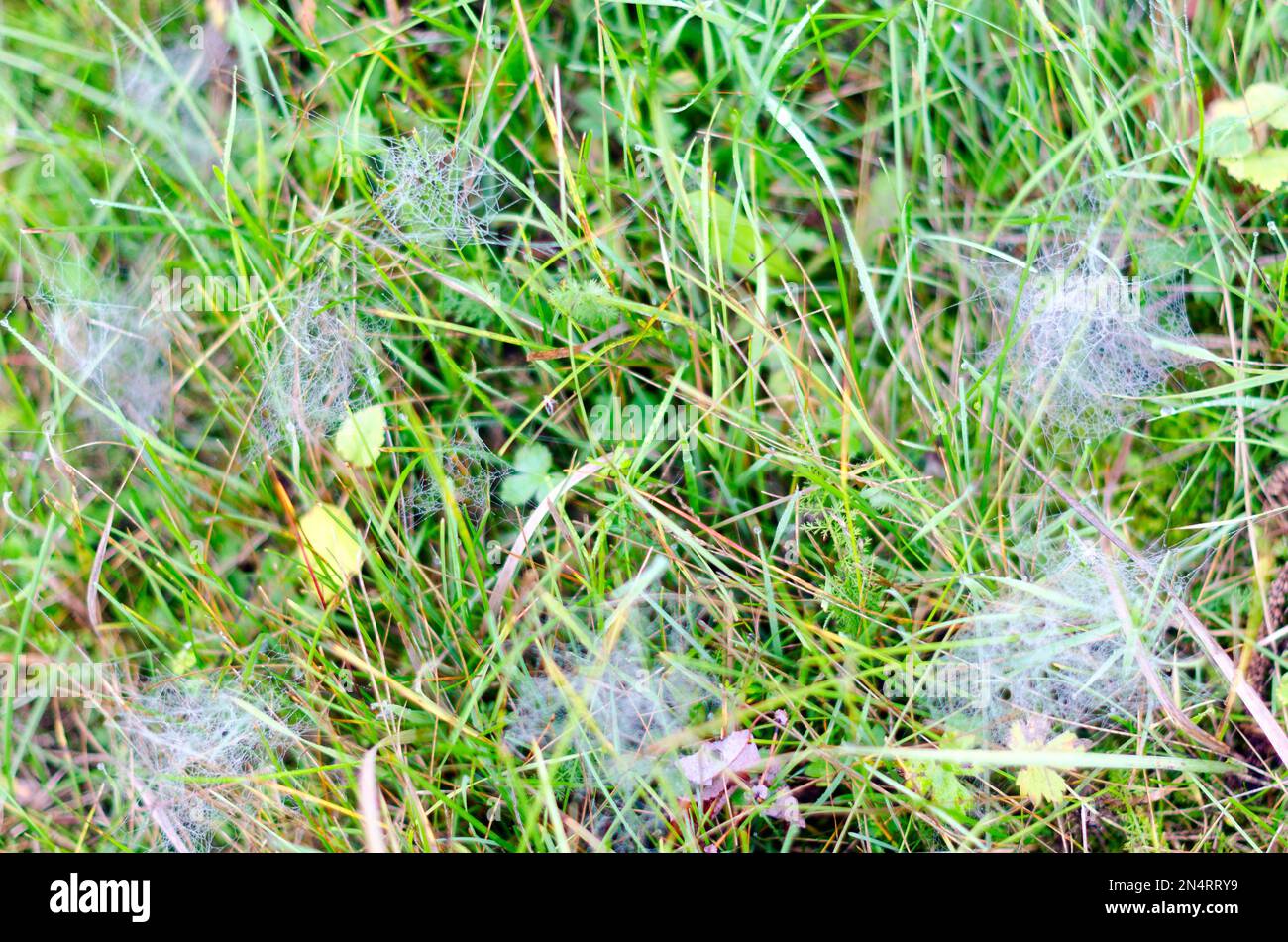 A lot of cobwebs with white frost in the morning on the green grass in ...