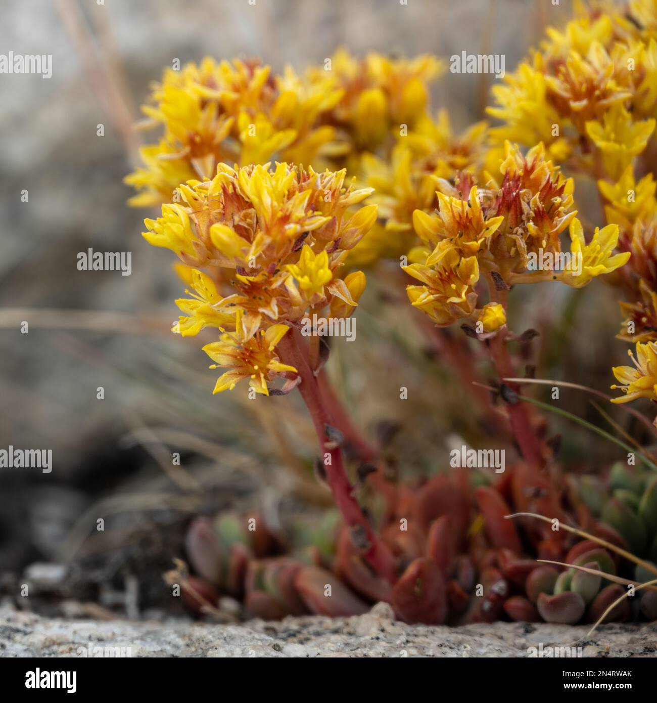 Ground Level View of Stonecrop Flowers Blooming Along The Tuolumne ...