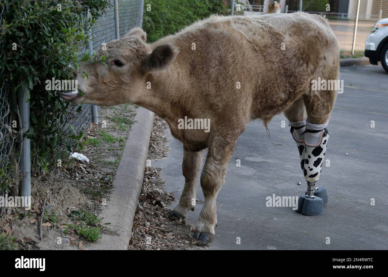 Wearing his new prosthetic legs Hero gets a taste of shrubbery ...