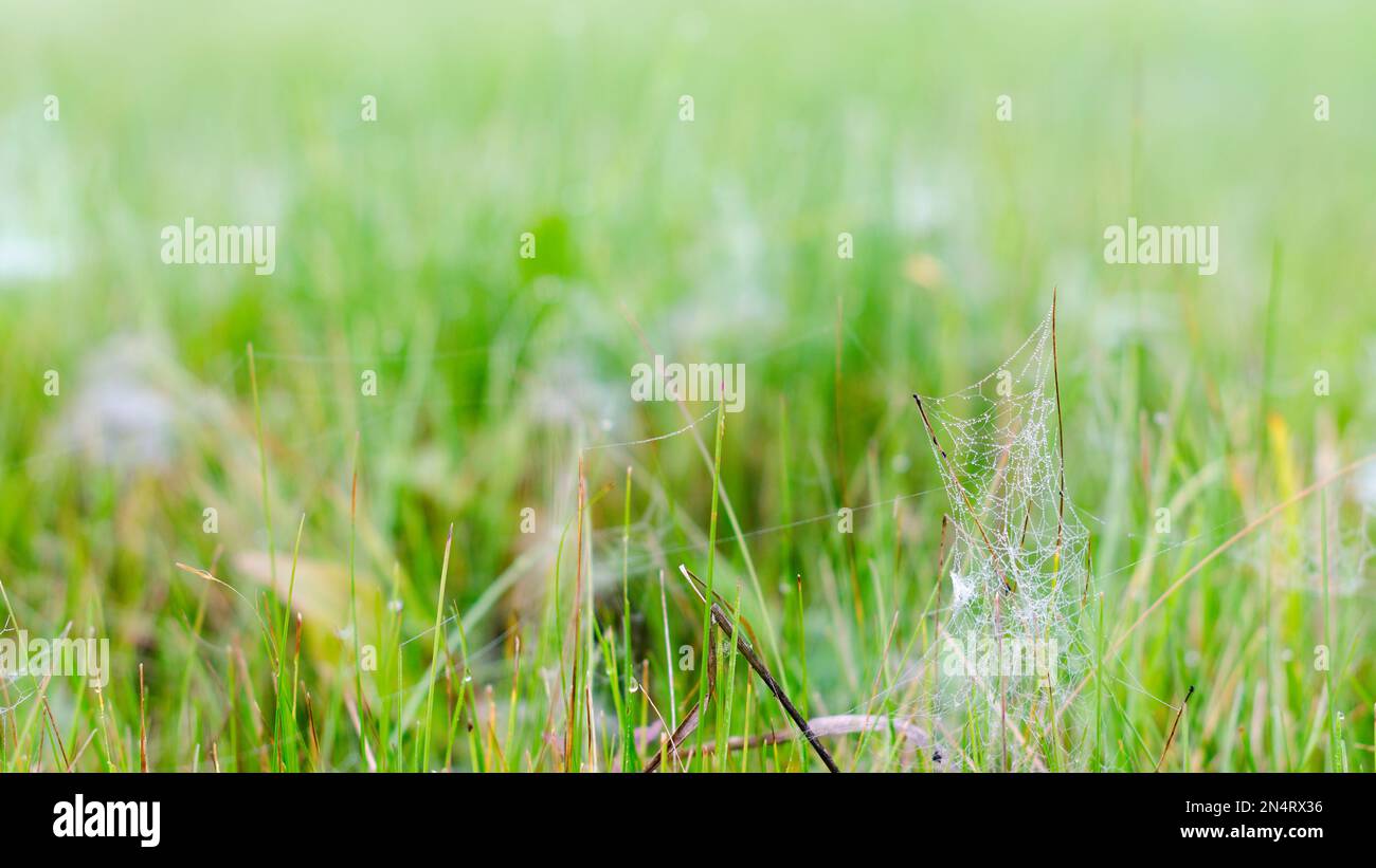 A rose with drops of frost fell on bunches of small webs in the green ...