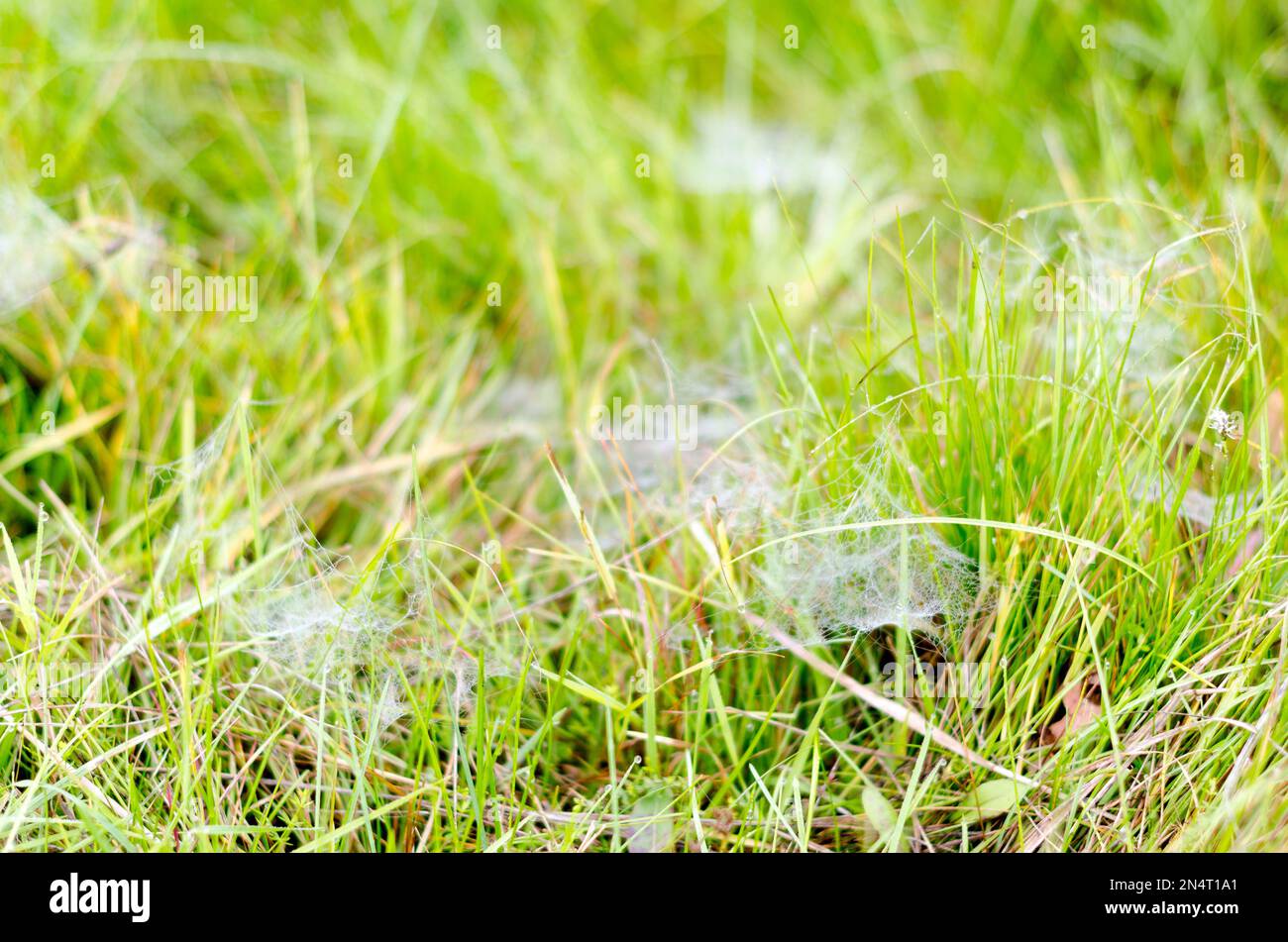 Rose with drops of frost fell on bundles of small webs in the green ...