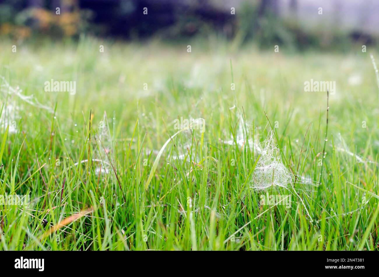 White cobwebs in frost and drops of dew on a green field in the autumn ...