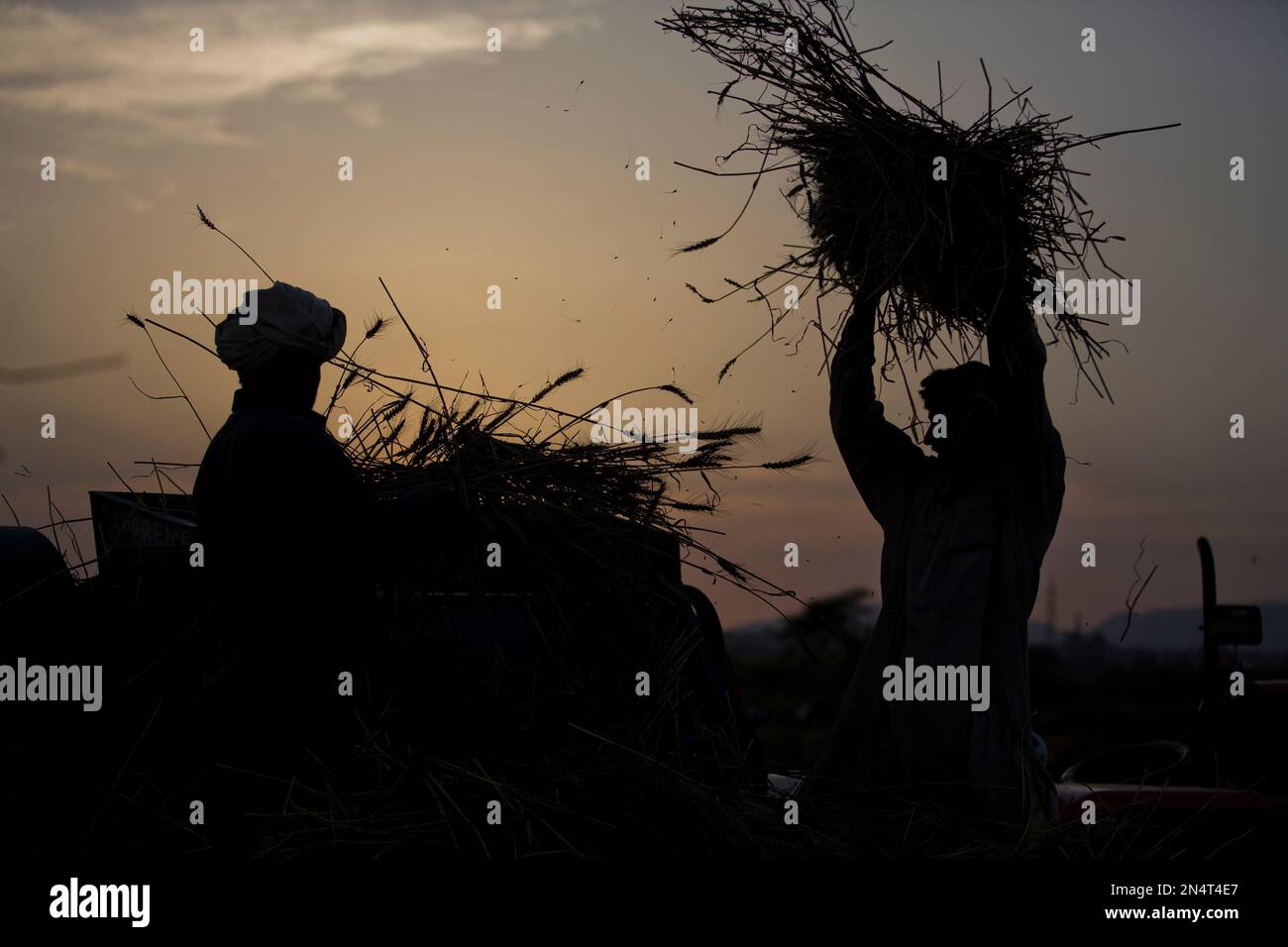 Pakistani farmers thresh their crops on the outskirts of Islamabad ...