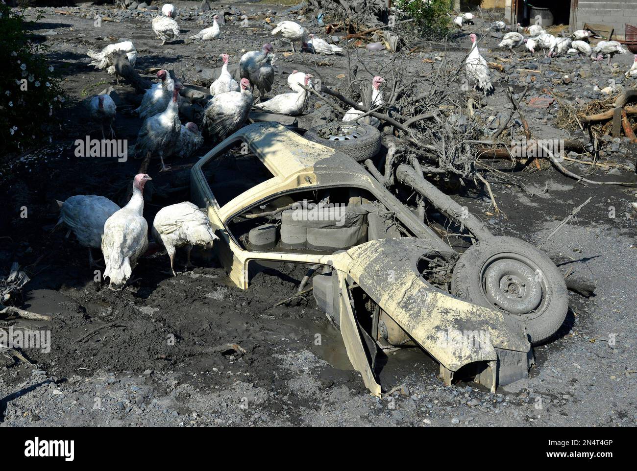 Turkeys move around a a car buried in mud and rubble after a landslide ...