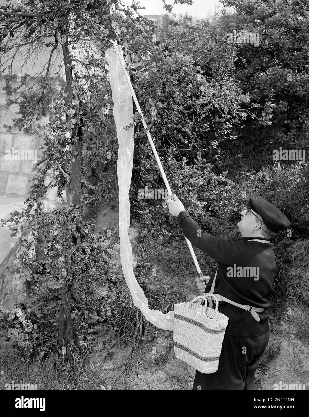 M. Eugene Porte, a Paris subway employee, demonstrates the fruit picker ...