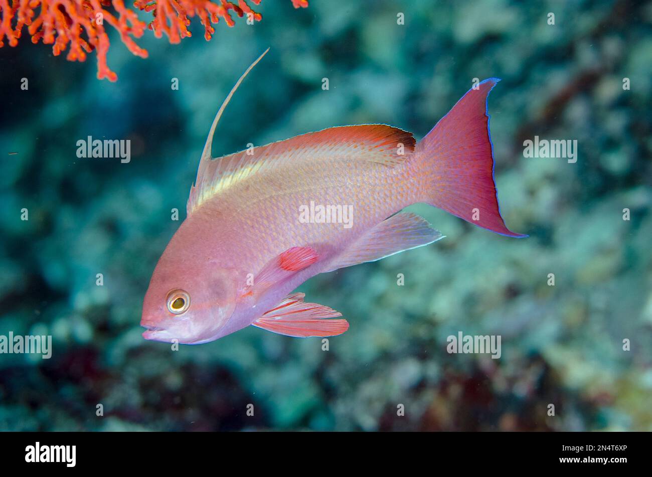 Male Scalefin Anthias, Pseudanthias squamipinnis, with school of ...