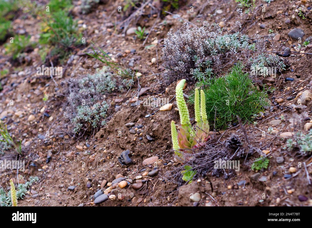 Wild Northern cactus succulent grows on chalk soil on the slope of the ...