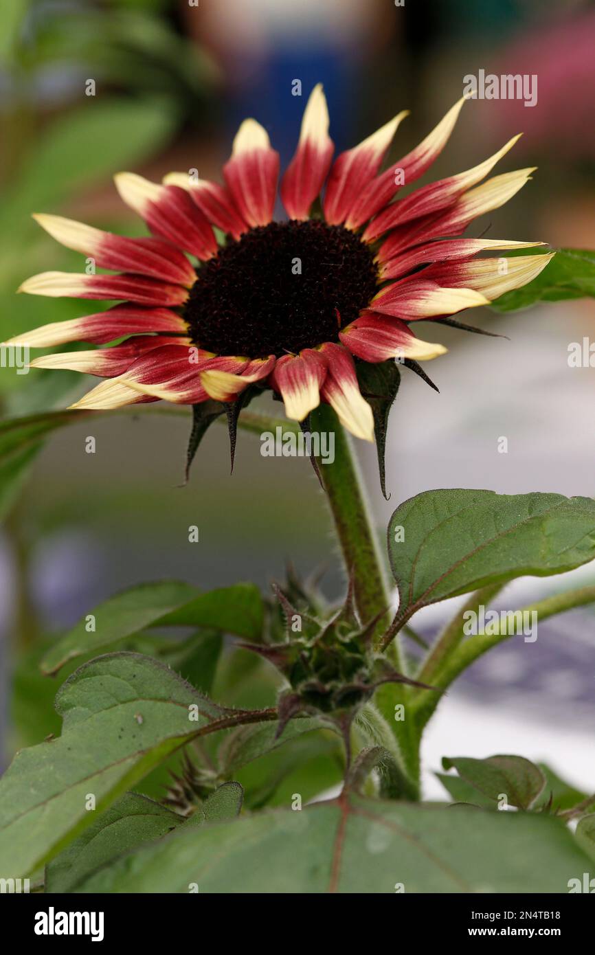 Plant of the Year 2014 shortlist contender , Helianthus annuus 'Ms Mars ...