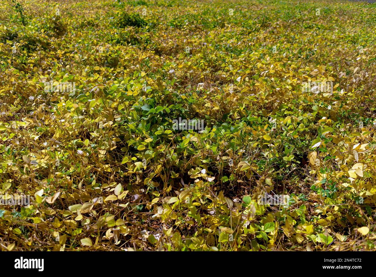 Field of soybeans in the fall before harvest Stock Photo - Alamy
