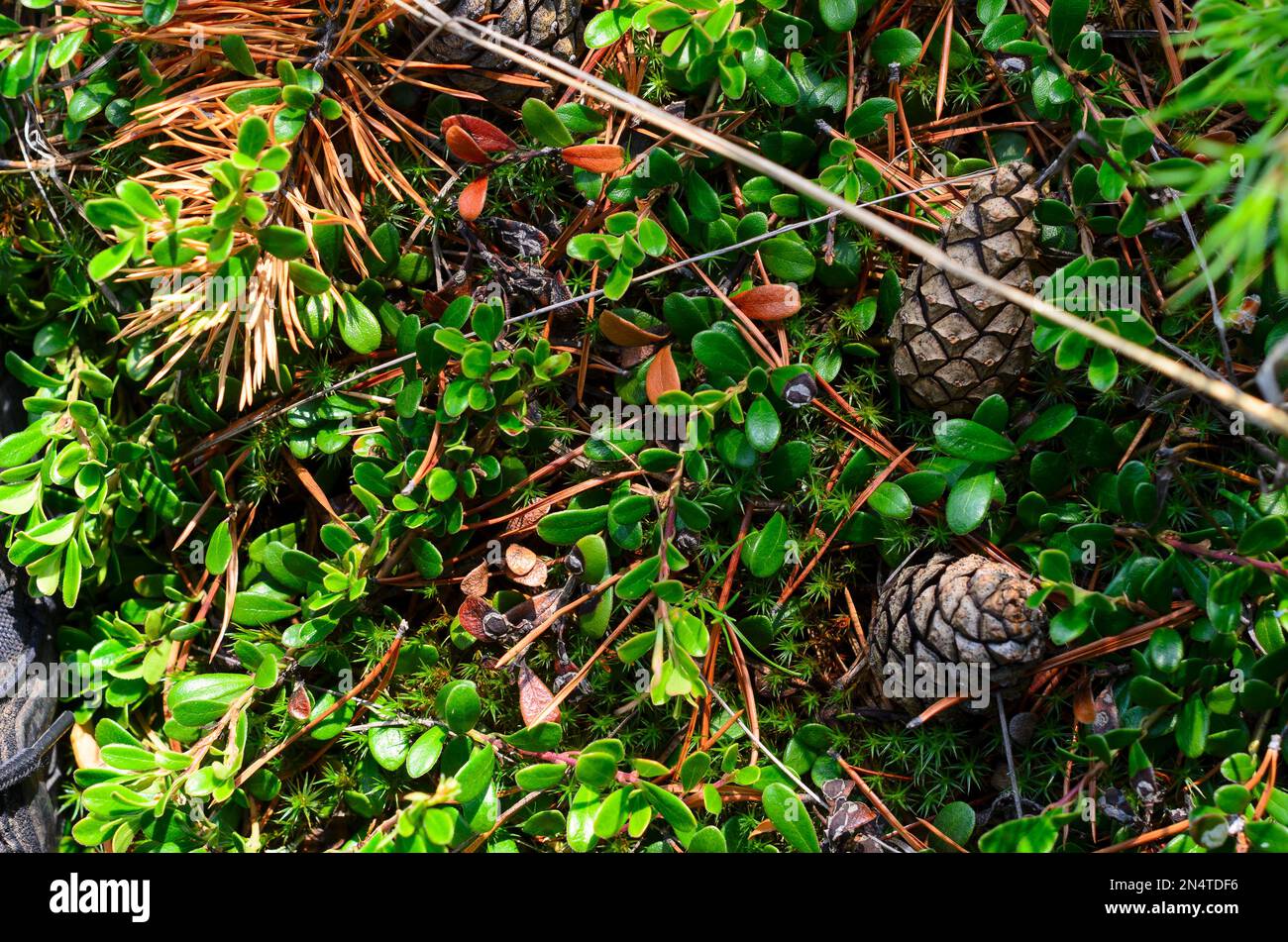 Natural background of taiga vegetation and fir cones lying in green ...