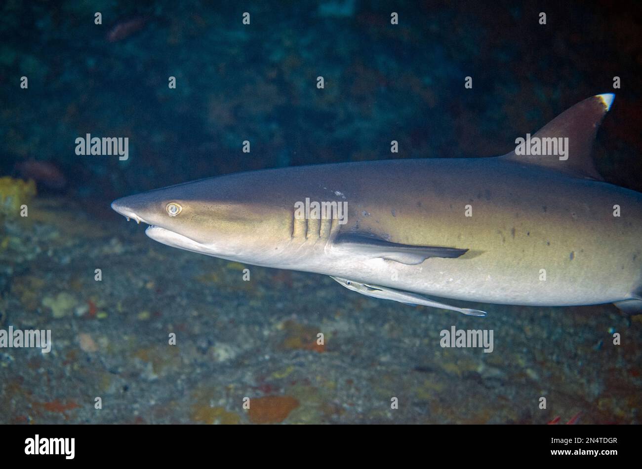 Whitetip Reef Shark, Triaenodon obesus, classified as Near Threatened ...
