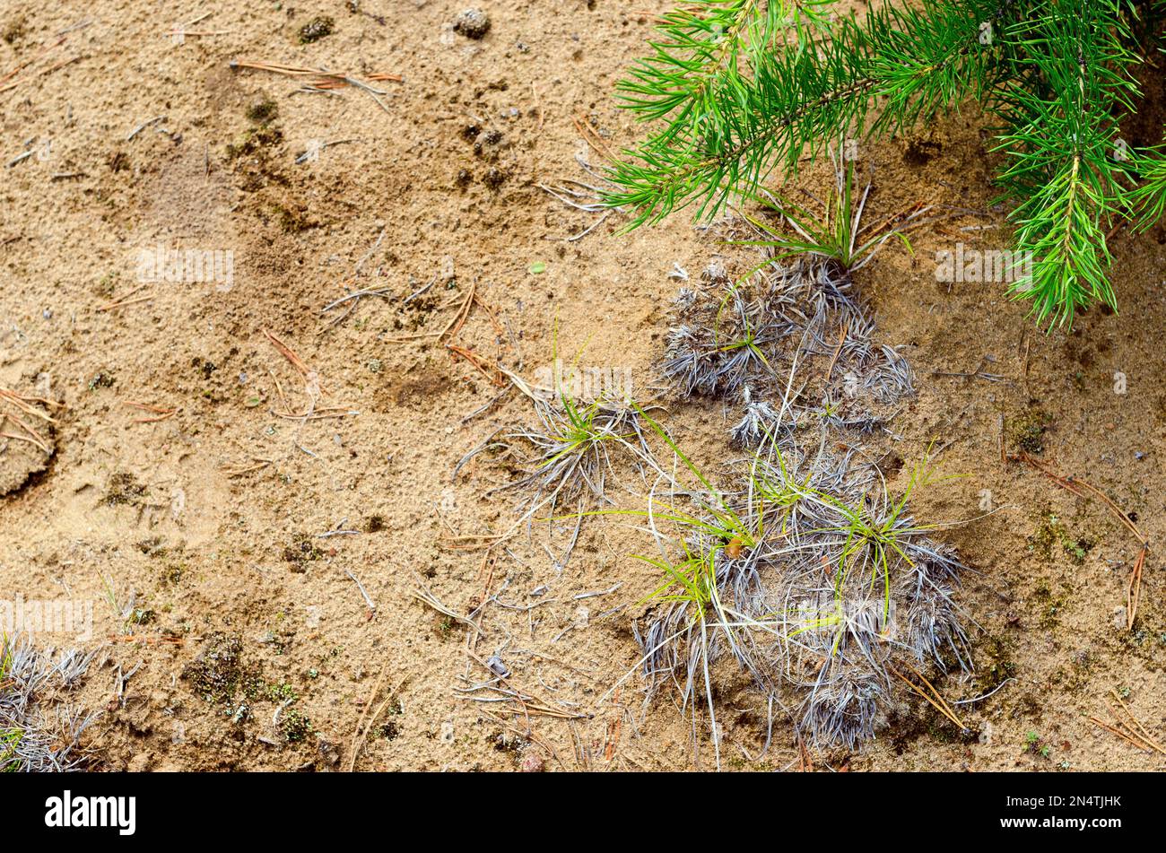 Sandy grass texture hi-res stock photography and images - Alamy