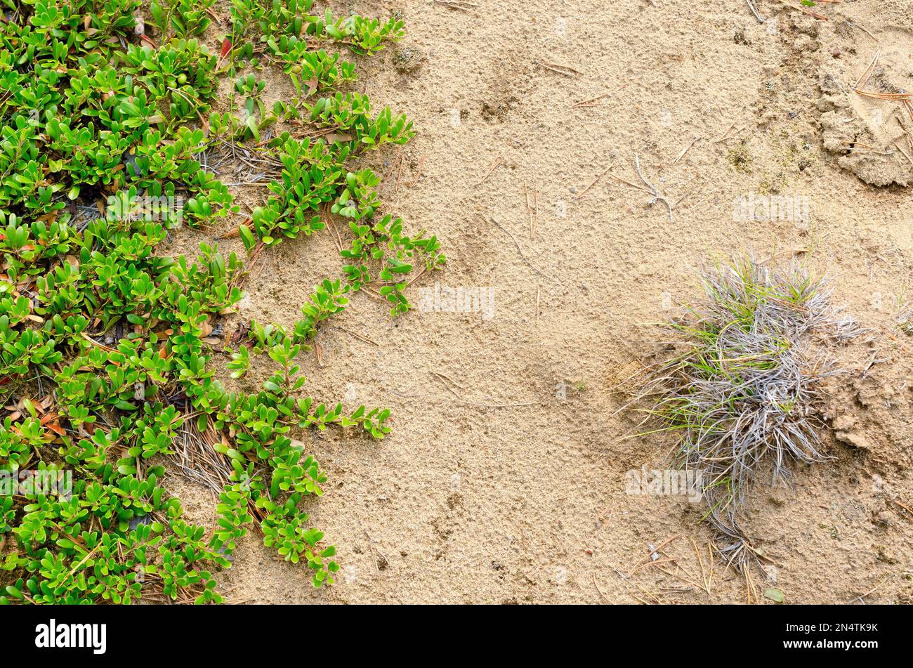 Photograph of the North of the soil in the taiga of Yakutia Sch green ...